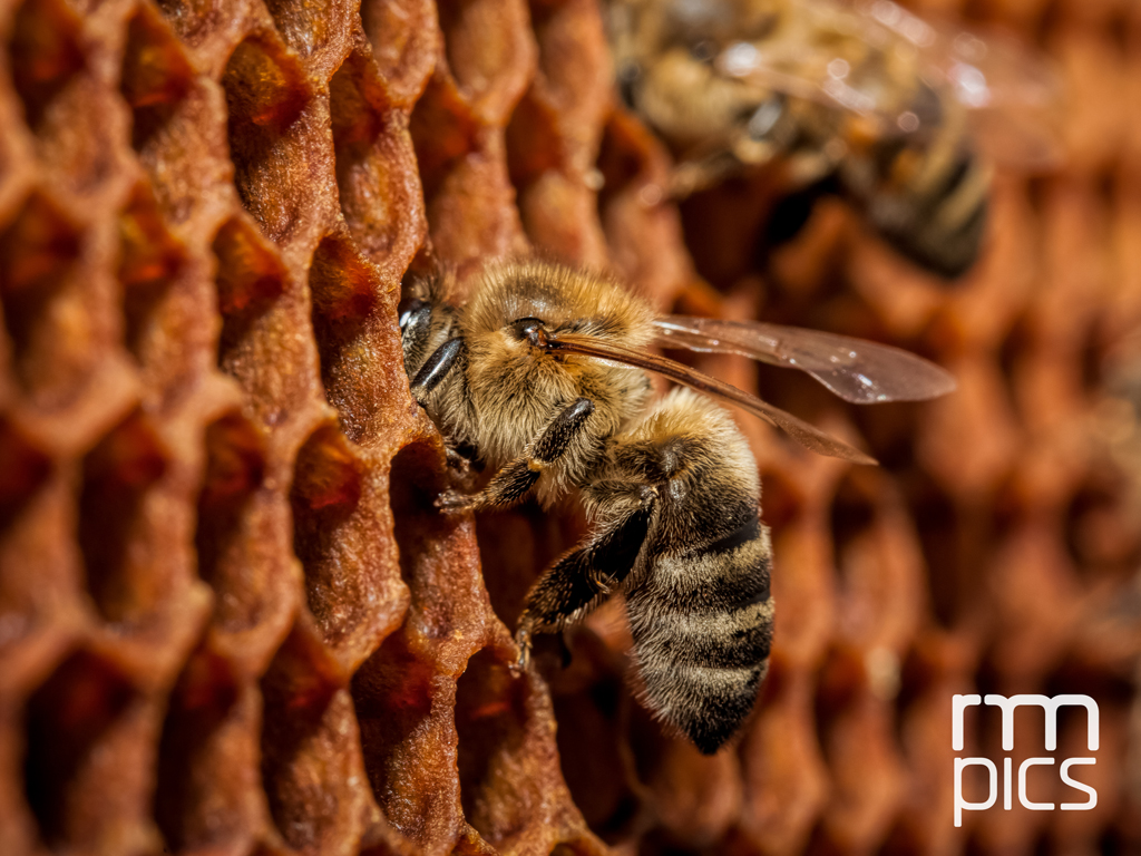 Un museo per raccontare la vita delle Api - FourExcellences