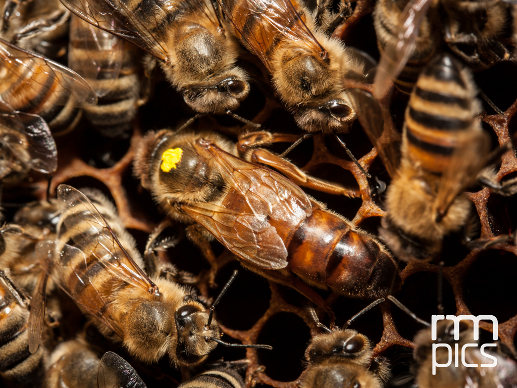 Un museo per raccontare la vita delle Api - FourExcellences