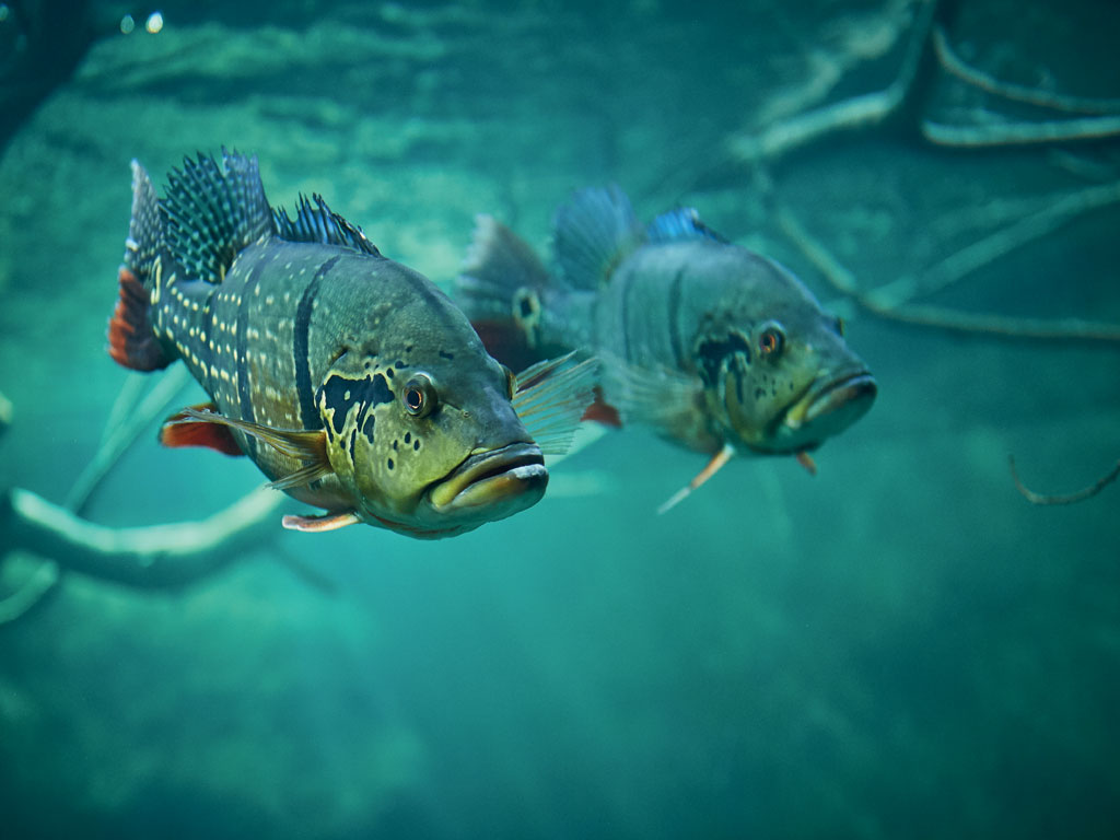 A Losanna per scoprire gli ecosistemi d’acqua dolce - FourExcellences
