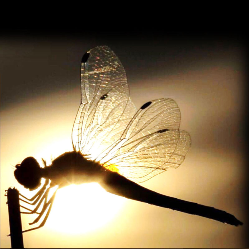 Libellule in volo - FourExcellences